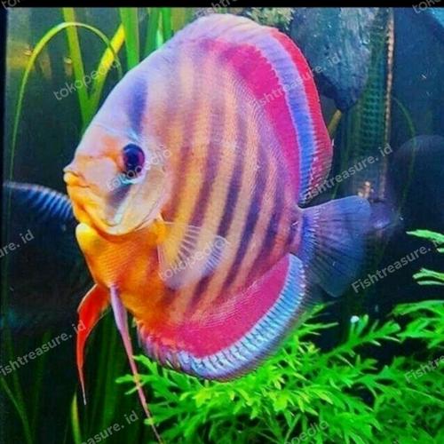 Jual Discus Alenquer Mulai Ukuran 1 cm ( - 1 cm - Kota Depok ...