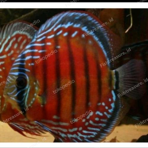 Jual Discus Red Alencer Mulai Ukuran 1 cm - 1 cm - Kota Depok ...
