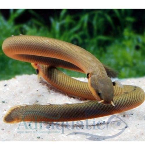 Jual palmas Tali / rope fish - Kota Depok - TERRA Aquatic | Tokopedia