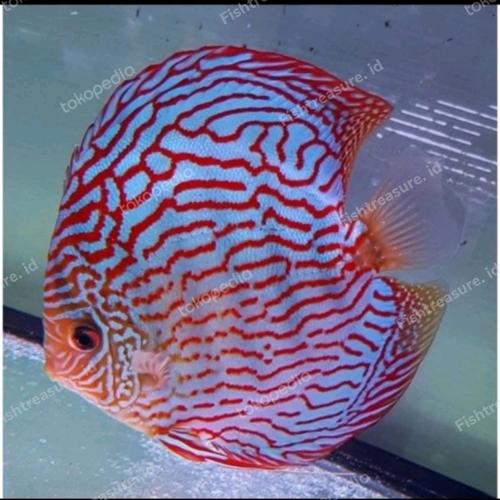 Jual Discus Leopard Snake Skin Mulai Ukuran 1 cm ( - 1 cm - Kota Depok ...