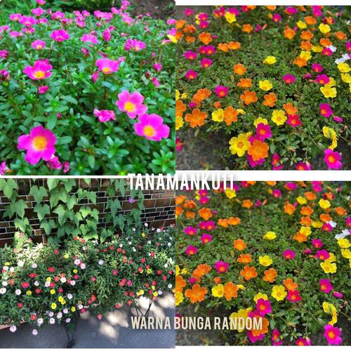 Jual tanaman kerokot gelang warna warni bunga random rimbun - Kota ...