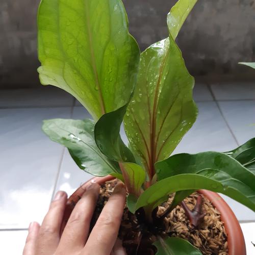 Jual anthurium obor merah super red ( ori ) roset ( remaja ) - Kota ...