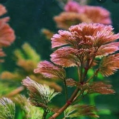 Jual tanaman aquascape kabomba merah ) red cabomba tanaman hias ...