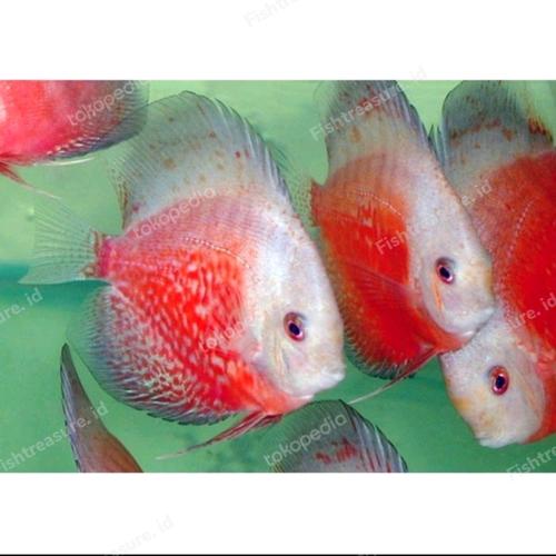 Jual ikan hias - Discus Red White Mulai Ukuran - 1cm - Kota Depok ...
