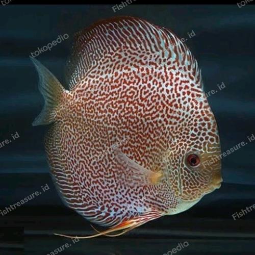 Jual Ikan Discus Super Eruption Mulai Ukuran 1 cm ( - 1 cm - Kota Depok ...