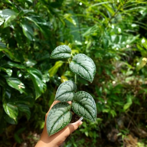 Jual Scindapsus Sparkling borneo - Kab. Sekadau - Jungle Plant Borneo | Tokopedia