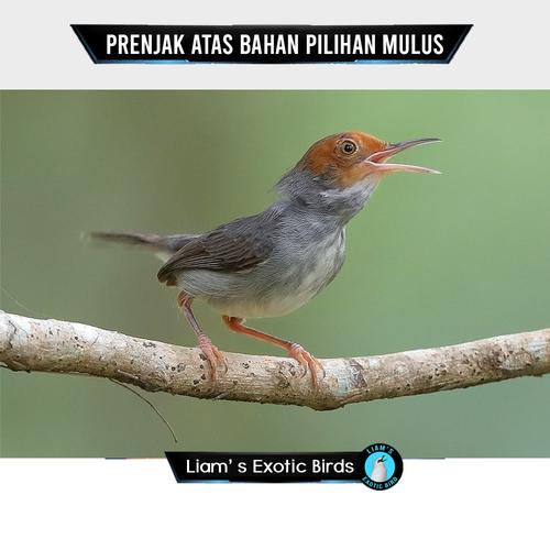 Jual Burung Prenjak Atas Pilihan Sepasang - Satuan Jantan - Jakarta ...