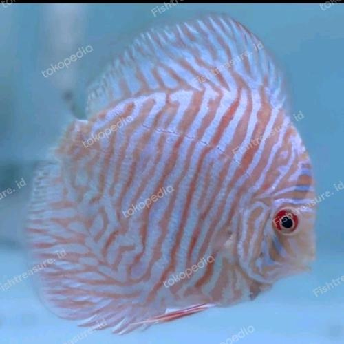 Jual Ikan Hias Discus White Tiger - 1"inch - Kota Depok - Fishtreasure ...