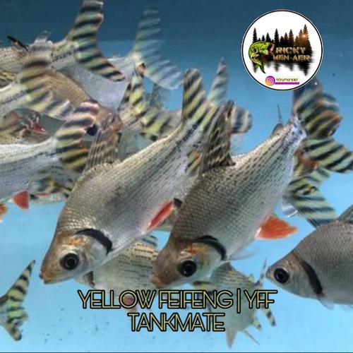 Jual IKAN YELLOW FEIFENG | YFF TANKMATE - Kota Bekasi - RICKY MEN AER ...