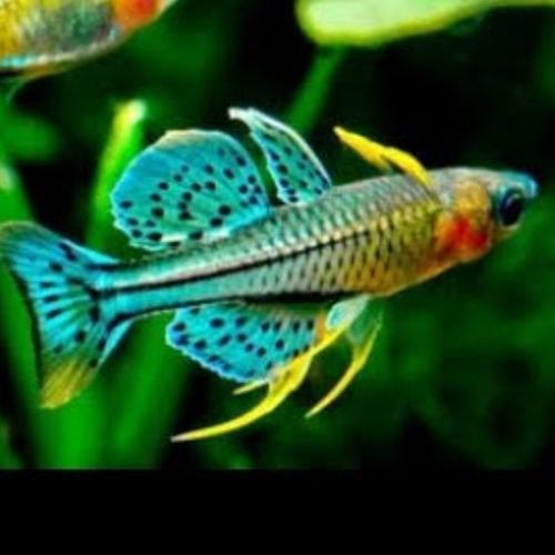 Jual Ikan hias pseudomugil paskai - Kota Tangerang Selatan - Gondrong ...