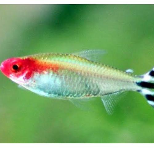 Jual ikan hias red nose tetra - Kota Tangerang Selatan - Gondrong ikan ...