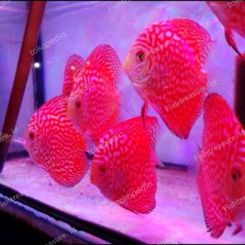 Jual Discus Pigeon Cherry Red Snakeskin Mulai Ukuran 1 cm ( - 2 cm ...