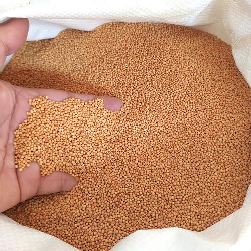 Jual Biji Sawi Kuning 250gr / 500gr - Yellow Mustard Seed - 500 gram ...