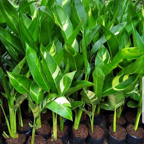 Jual Bunga Heliconia/Pisang Pisangan Varigata - Remaja - Kab. Pasuruan ...