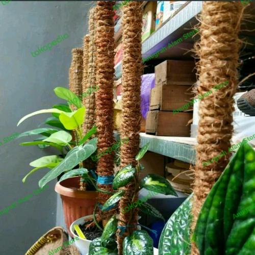 Jual TURUS BAMBU SERABUT KELAPA~PENYANGGA TANAMAN RAMBAT~TIANG TANAMAN ...