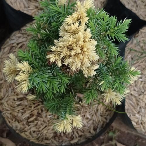Promo Tanaman Cemara Variegata Kuning - Kab. Bandung Barat - MEMO MAWAR ...