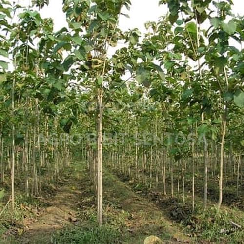 Jual bibit pohon jati super unggul tanaman - Kota Semarang - AGRO BIBIT ...