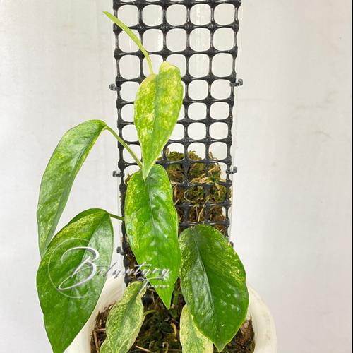 Jual Hanoman Epipremnum SP Bali Varigata Variegata Variegated A - Kab ...