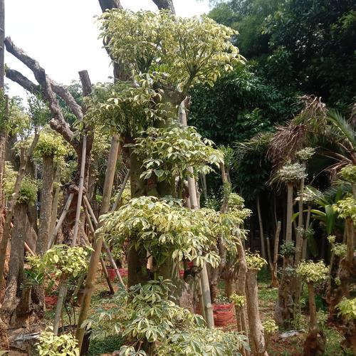 Jual New produk Tanaman hias pohon kapuk randu varigata uk 2 meter ...