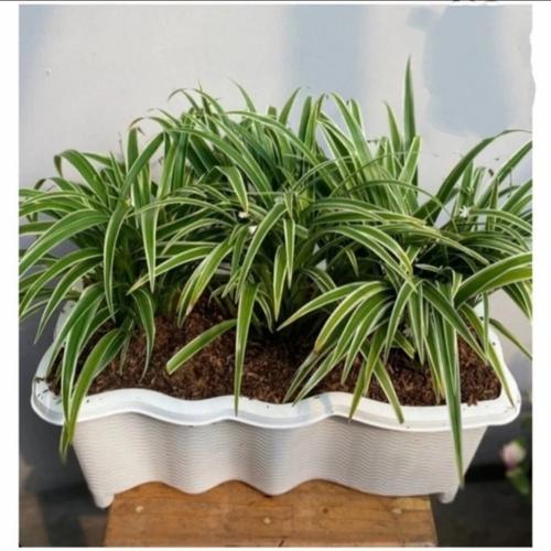 Jual tanaman hias lili paris umbi + pot putih panjang rimbun - Jakarta ...