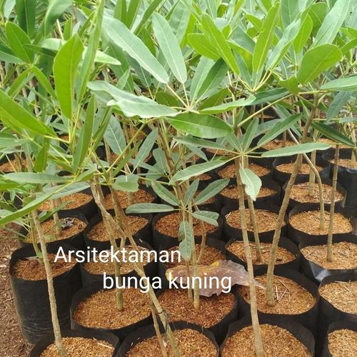 Promo tanaman tabebuya 1 meter ( 4 jenis bunga ) - pohon tabebuia ...