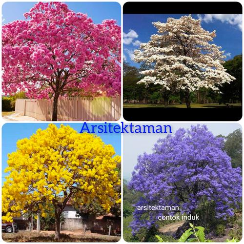 Promo tanaman tabebuya 1 meter ( 4 jenis bunga ) - pohon tabebuia ...