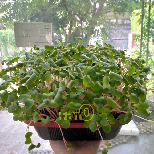 Jual Paket Menanam Microgreen / Set Berkebun / Kit Microgreens Pemula ...