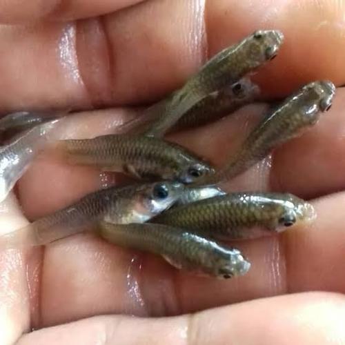Jual Cere hidup - pakan ikan predator - Khusus Gojek & Grab - Jakarta ...