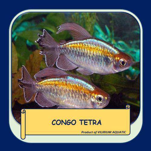 Jual IKAN HIAS AIR TAWAR - TETRA CONGO (±5cm) - Jakarta Pusat ...