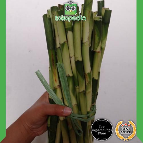 Jual Steck Tanaman bambu kole 30 cm - Kab. Cianjur - TopNgampung Store ...