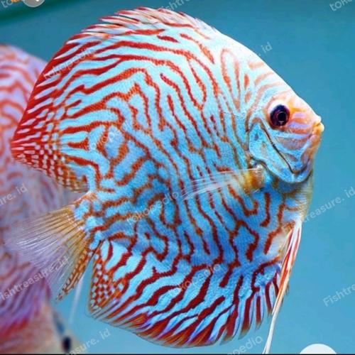 Jual Discus Tiger Mulai Ukuran 1 cm ( - 1 cm - Kota Depok ...