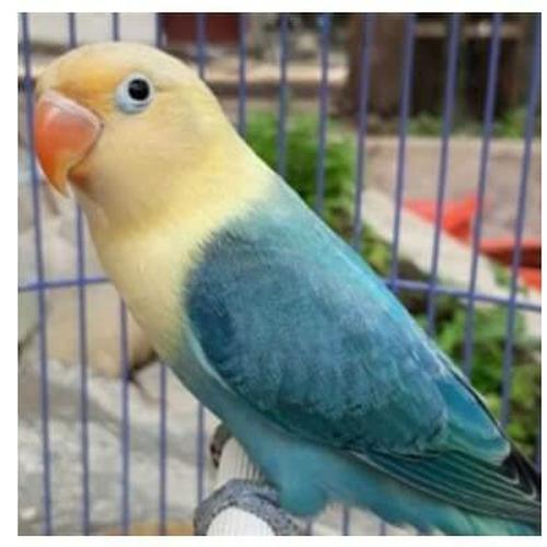 Jual LOVEBIRD BIOLA PB - Jakarta Selatan - RumahBurungNF | Tokopedia
