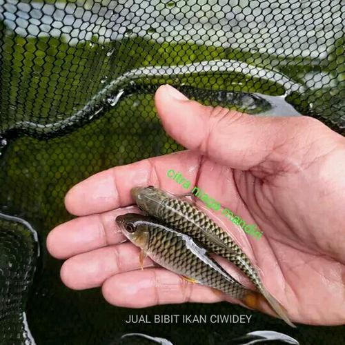 Jual bibit ikan dewa asli WANG PU LIAU kancera ihan masheer mulai 5-6cm ...
