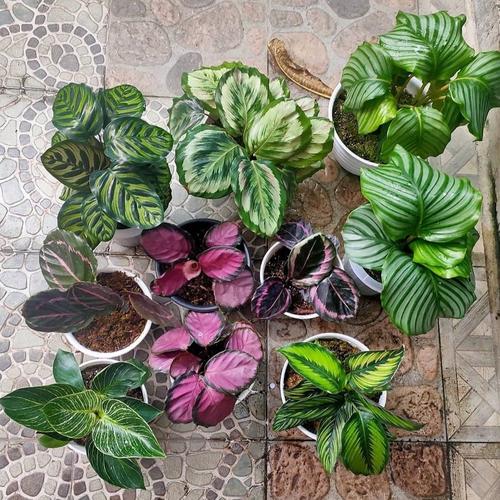 Jual Macam Macam Tanaman Hias Calathea - Calathea - Kalatea - Chalatea ...