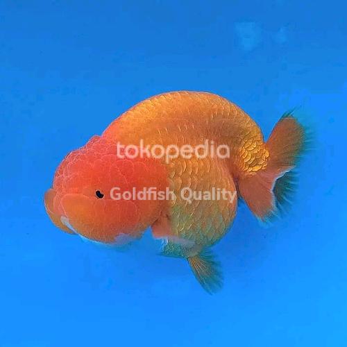 Jual ikan mas koki rancu kurva tebal dan mulus body prospek - Kota ...