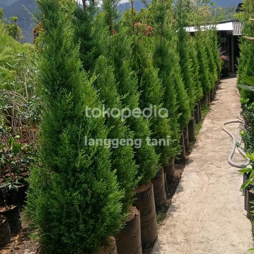 Jual pohon hias cemara rentes ukuran besar jumbo ( cemara natal ...