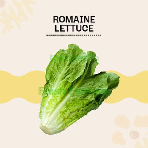 Jual romaine lettuce 1kg - Jakarta Selatan - Fresh Farmers | Tokopedia