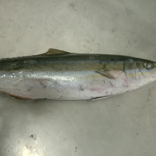 Jual ikan salem laut/sunglir/suru /salmon lokal - Jakarta Utara ...