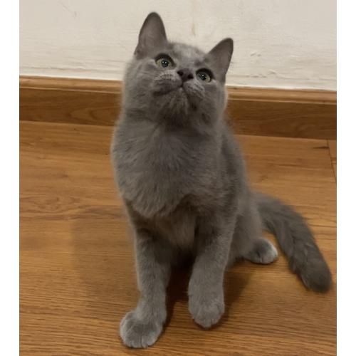 Jual Kucing BSH British Shorthair Blue Solid (Abu Solid) - Kota ...