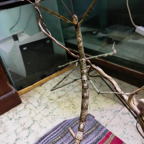 Jual Giant stick Insect - Kab. Purbalingga - kalikapetz | Tokopedia