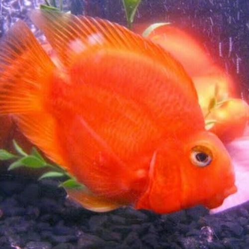 Jual ikan red parrot ikan predator ikan hias aquarium - Kota Surabaya ...