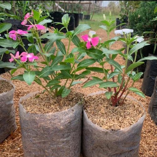 Jual tanaman tapak dara - pink vanta - Jakarta Utara - Alam Indah ...