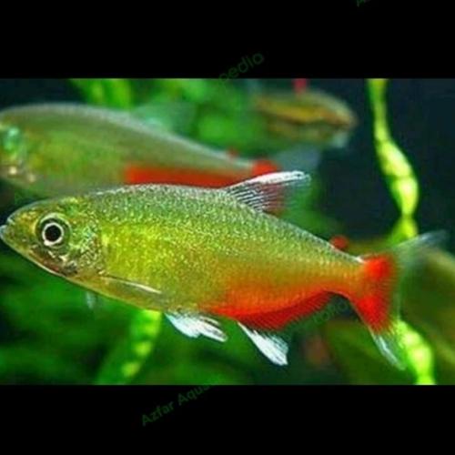 Jual red belly tetra - ikan red belly tetra - aquascape - Kota Depok ...