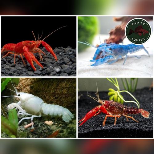 Jual Lobster hias aquarium - lobster biru - lobster putih - lobster ...