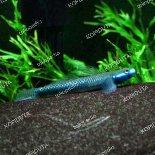 Jual IKAN GOBY BLUE NEON - Kota Bekasi - KOPIDUTA | Tokopedia