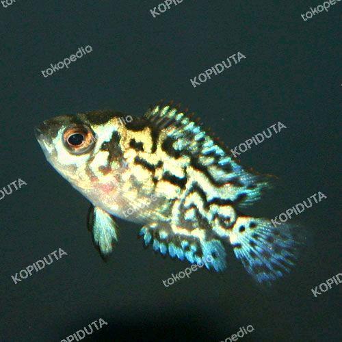 Jual IKAN EBJD CICHLID | ELECTRIC BLUE JACK DEMPSEY - Kota Bekasi ...