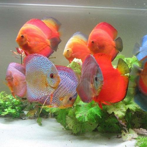 Jual Paket 5 ekor discus 3 inchi kombinasi warna dan jenis - Kota Depok ...