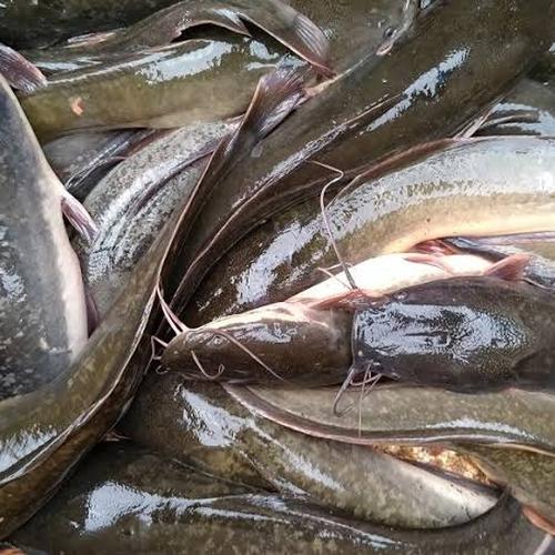 Jual ikan lele segar (1kg) - Jakarta Selatan - UD.Berkah Sayur ...
