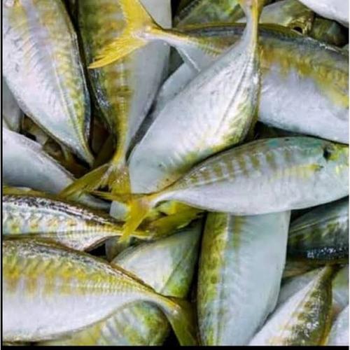 Jual ikan kembung como segar 1kg - Jakarta Selatan - UD.Berkah Sayur ...