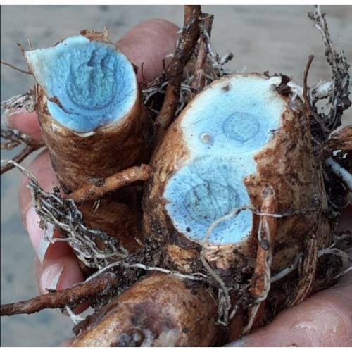 Jual TEMU HITAM/IRENG SUPER 1 KG SEGAR ALAMI - Kab. Bandung - herbal ...
